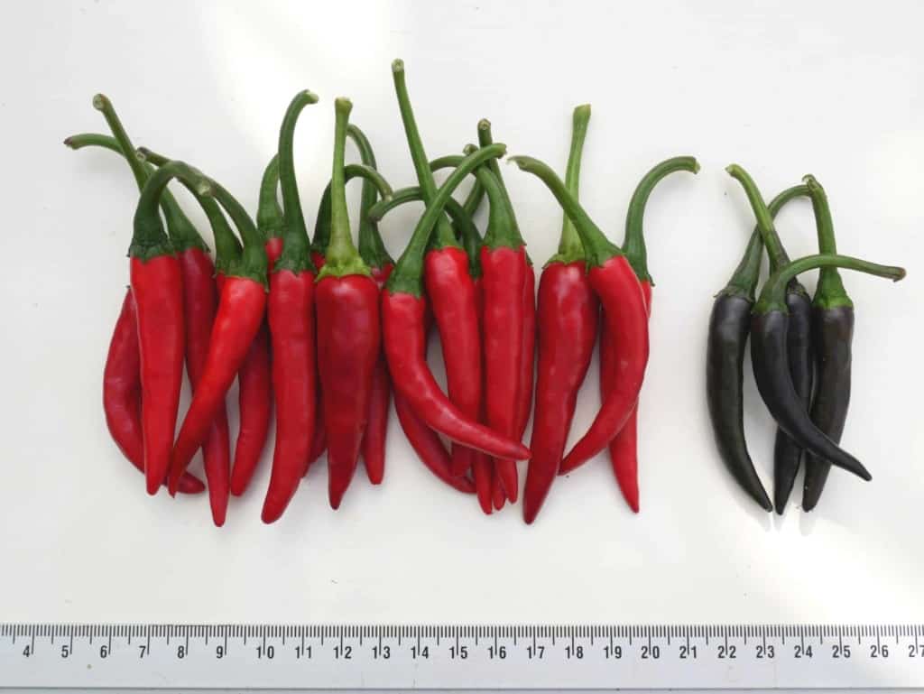 Pepers - Diana's mooie moestuin