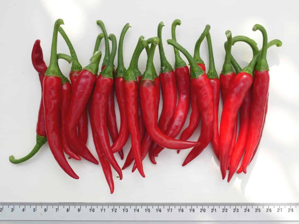 Pepers - Diana's mooie moestuin