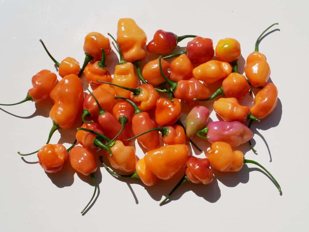 Cheiro Roxa - Diana's mooie moestuin
