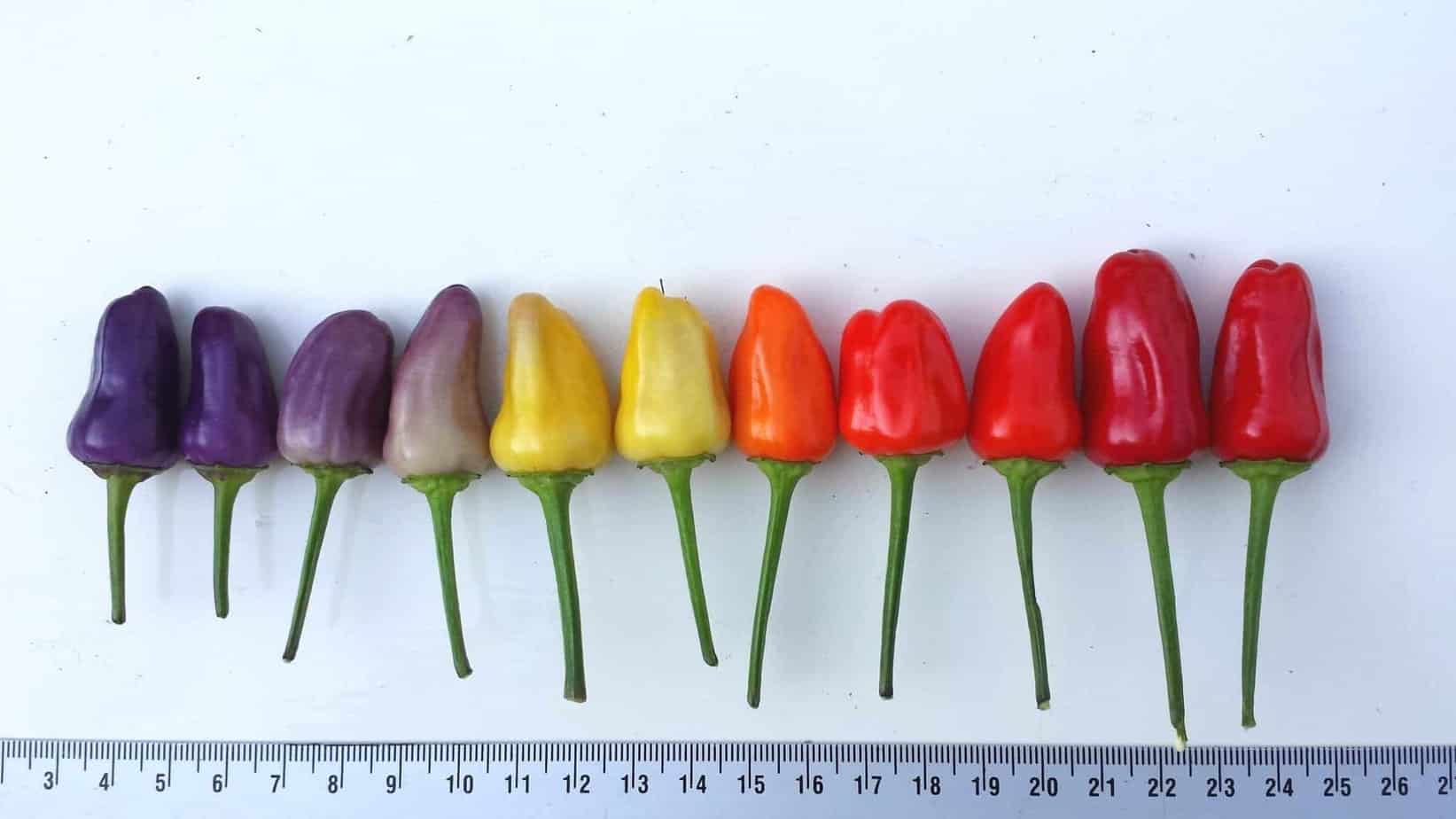 Chinese Five Color - Diana's mooie moestuin