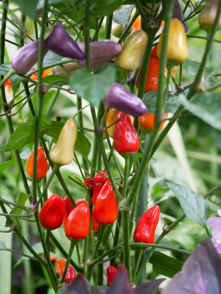 Chinese Five Color - Diana's mooie moestuin