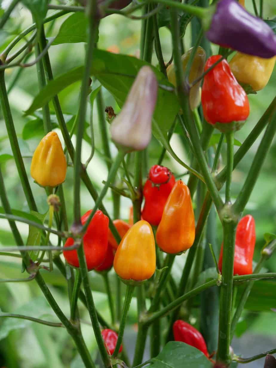 Chinese Five Color - Diana's mooie moestuin