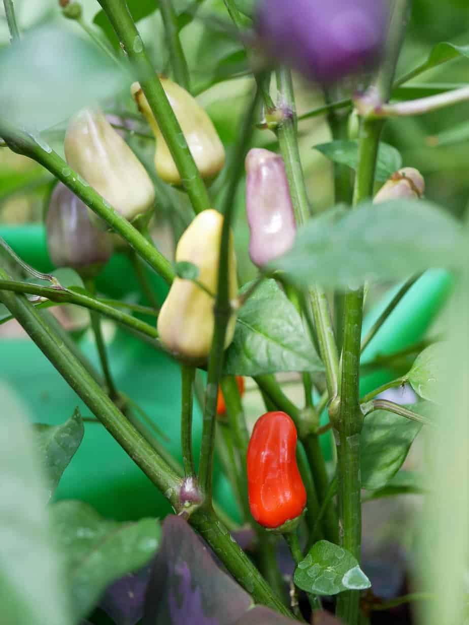 Chinese Five Color - Diana's mooie moestuin