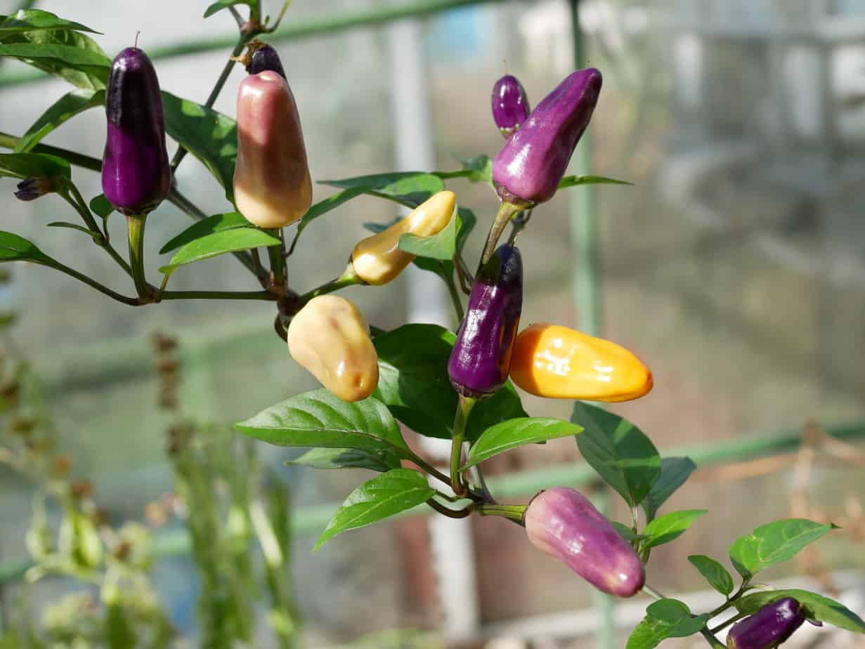 Chinese Five Color - Diana's mooie moestuin