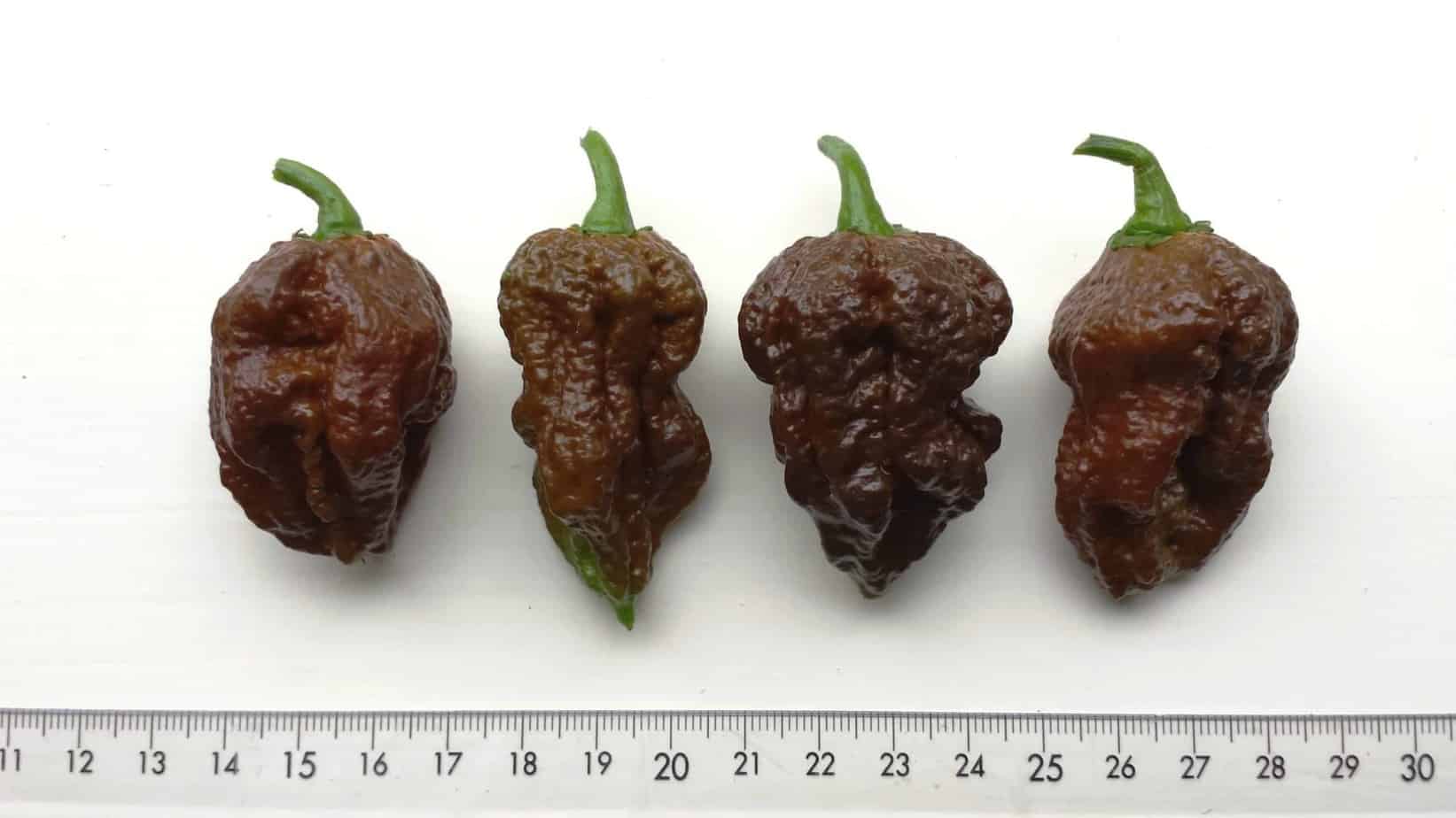 Pepers - Diana's mooie moestuin