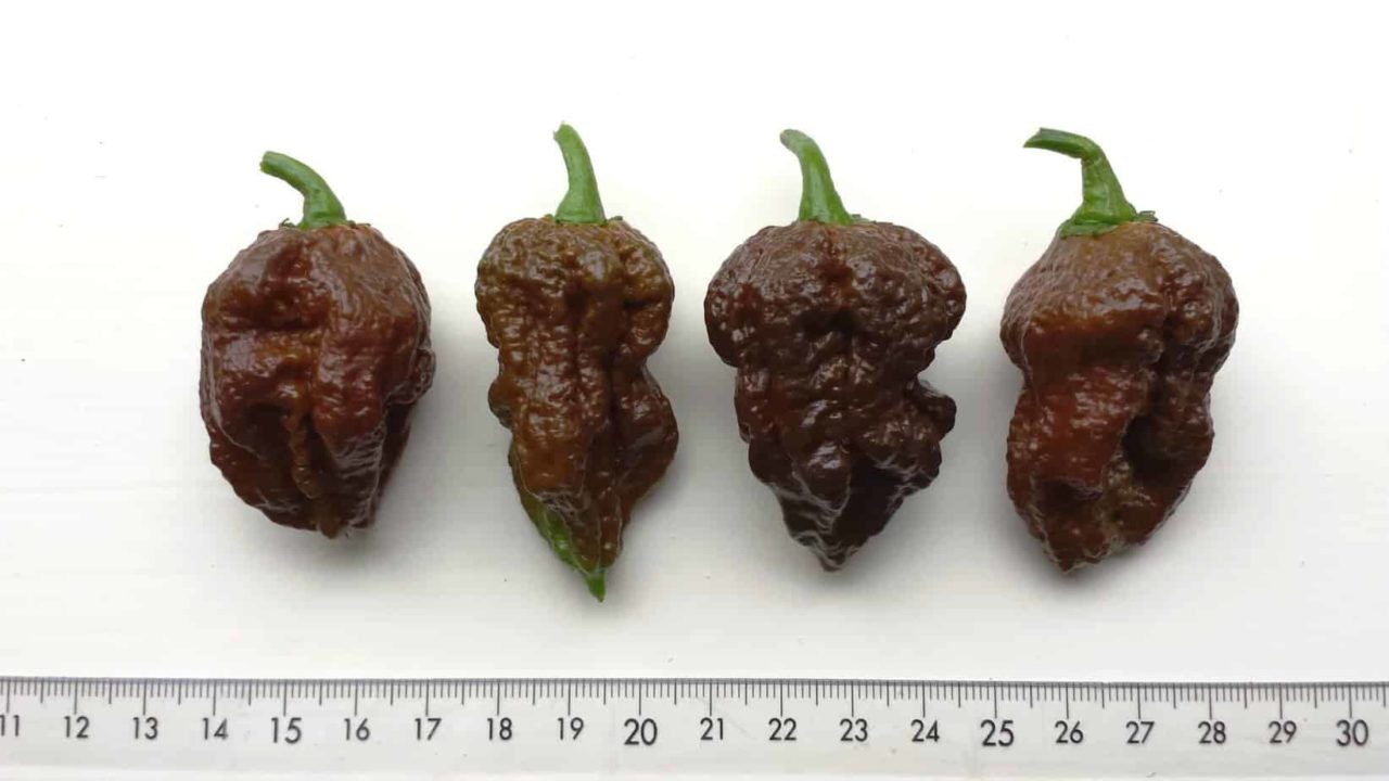 Pepers - Diana's mooie moestuin