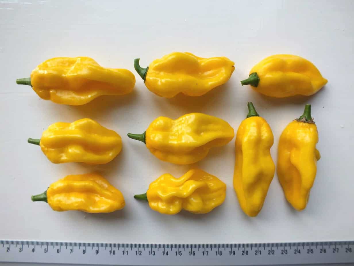 Devils Tongue Yellow - Diana's mooie moestuin