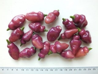 Peper - Diana's mooie moestuin