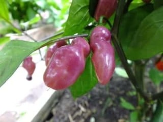 De vorderingen - Diana's mooie moestuin