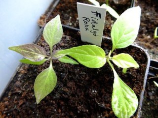 Kwijt - Diana's mooie moestuin