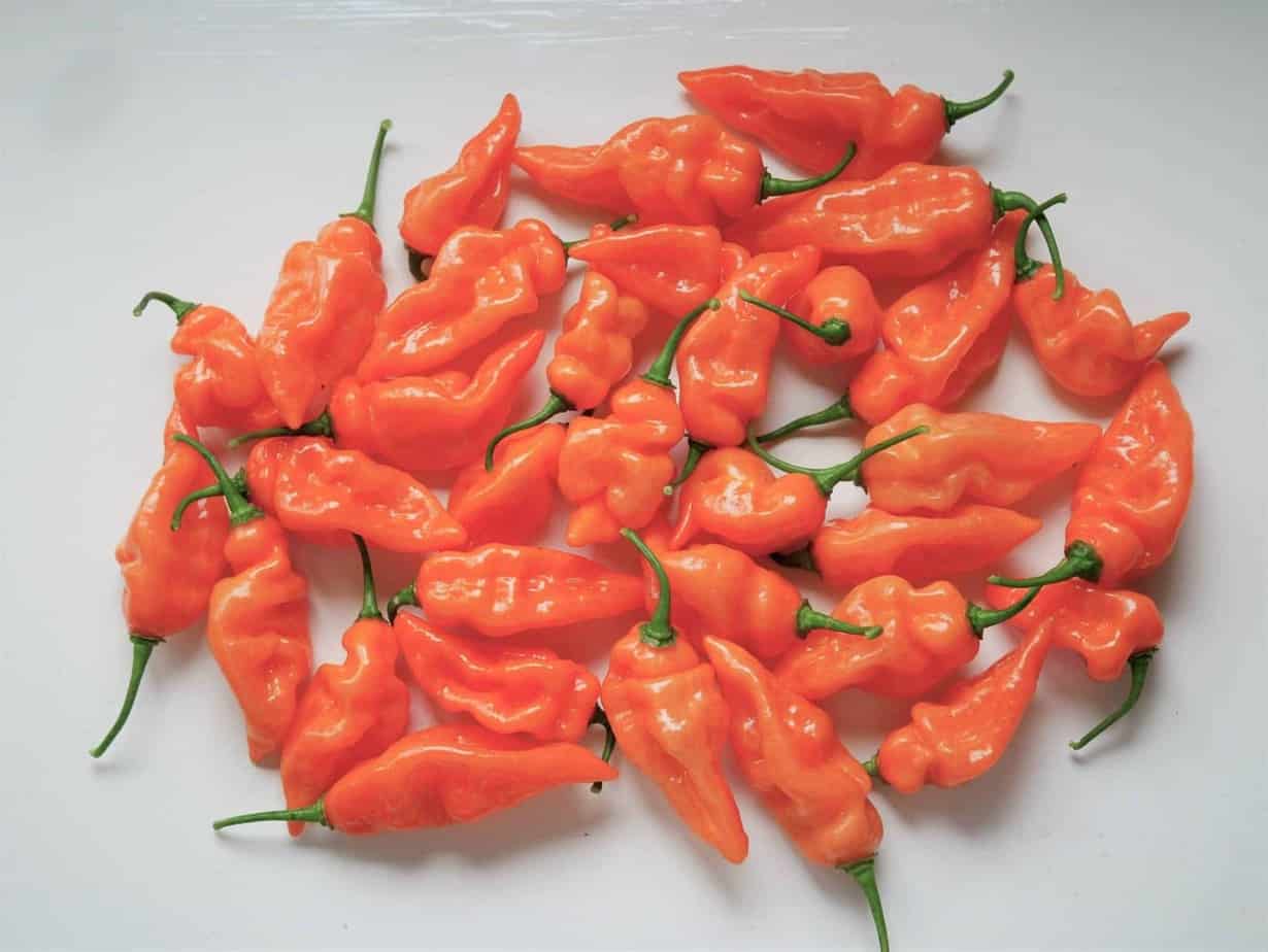 Habanada - Diana's mooie moestuin