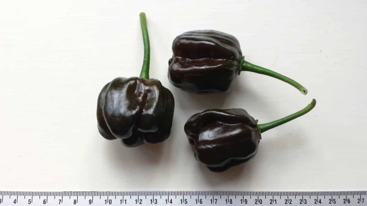Pepers - Diana's mooie moestuin
