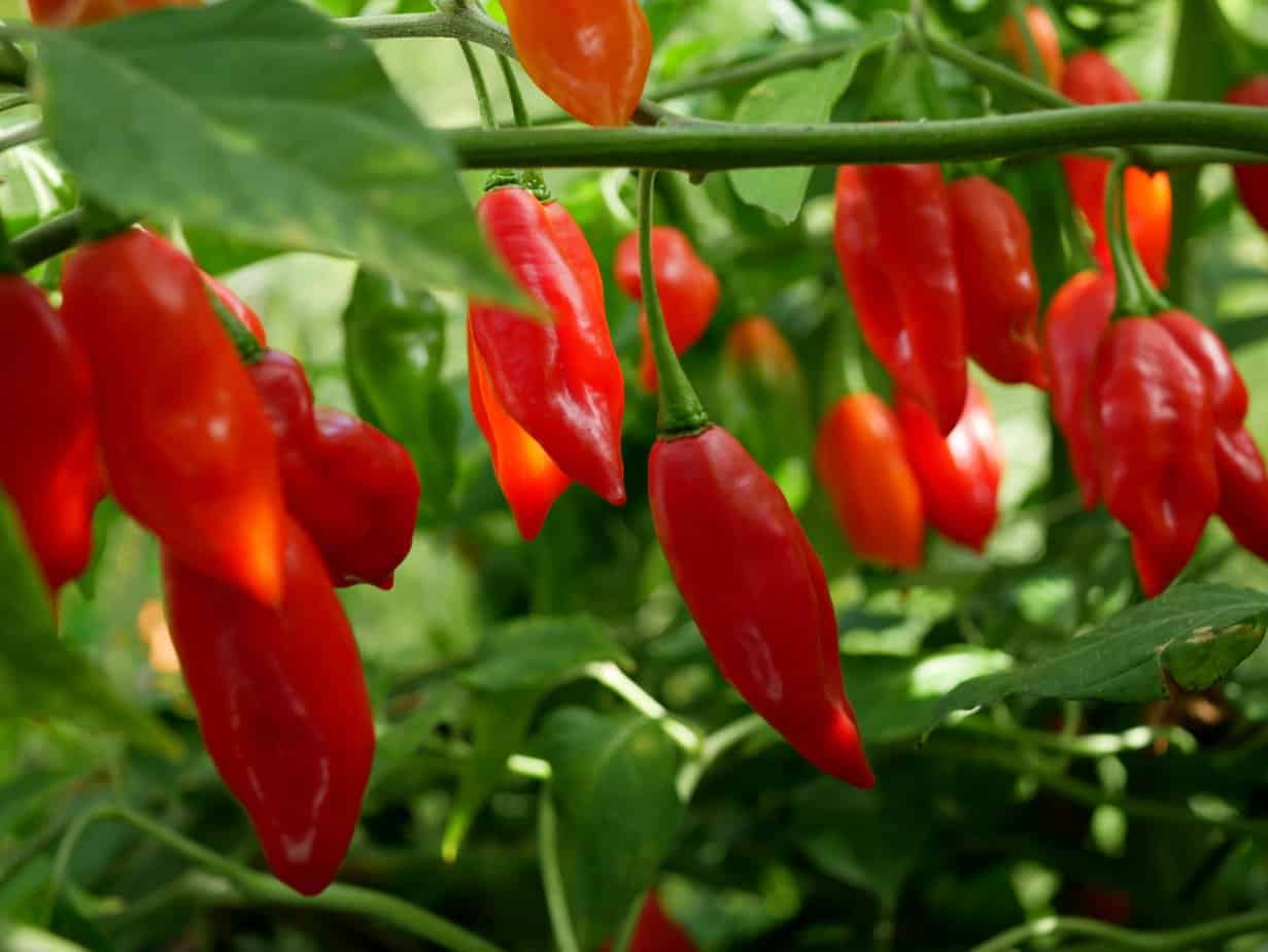 Nu al - Diana's mooie moestuin