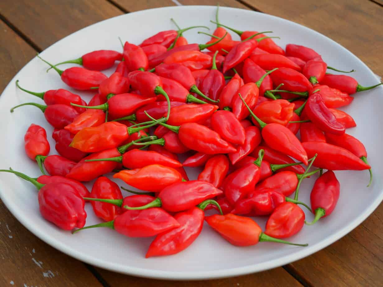 Privé: Winkel - Diana's mooie moestuin