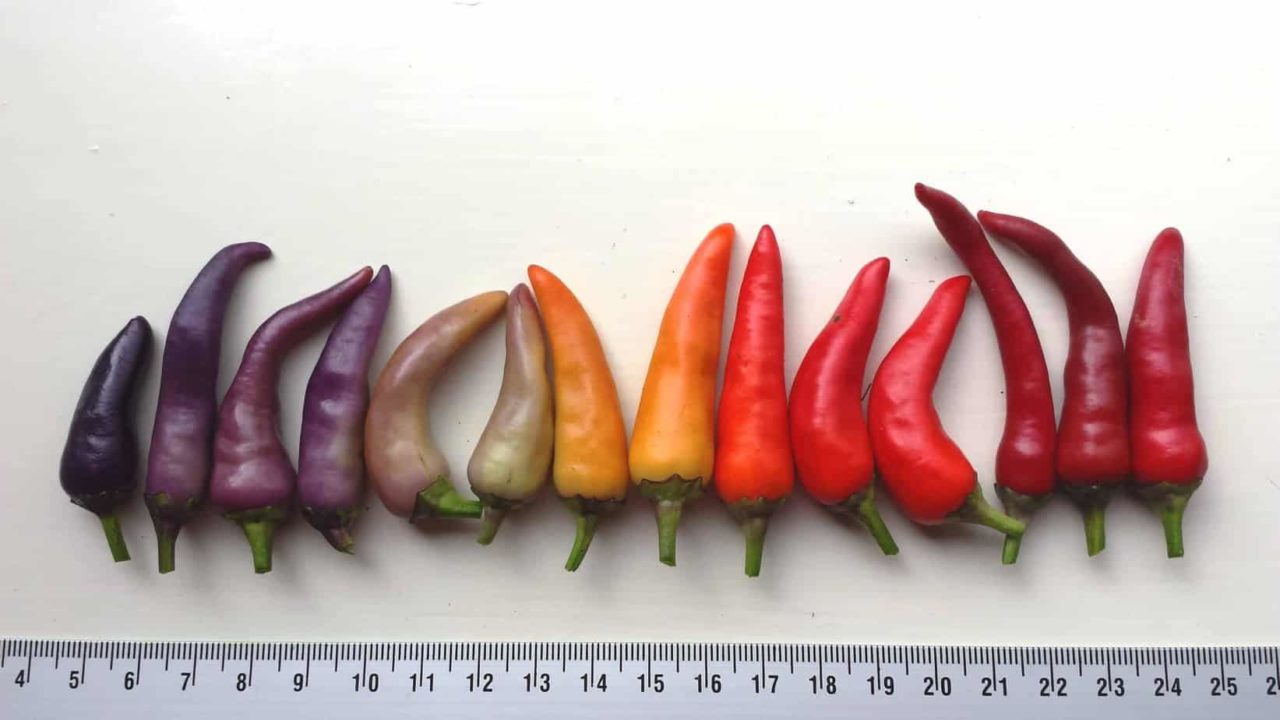 Masquerade - Diana's mooie moestuin