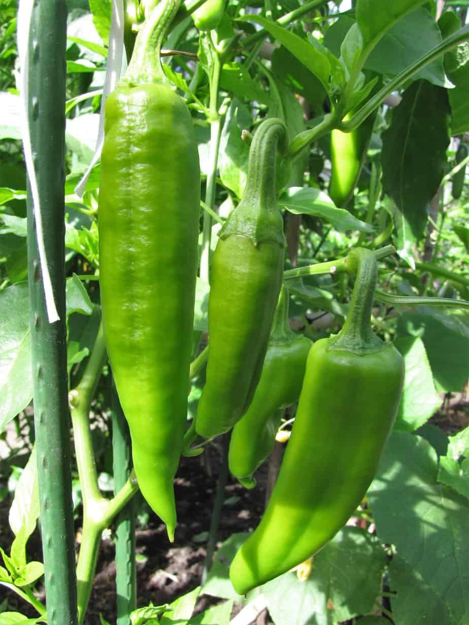 Peper - Diana's mooie moestuin