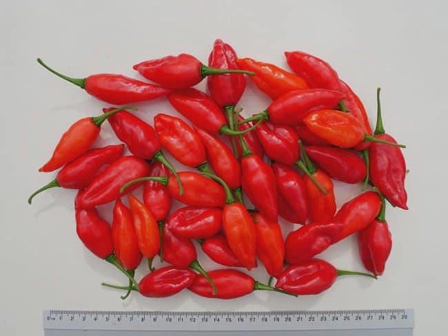 Habanero Paper Lantern - Diana's mooie moestuin