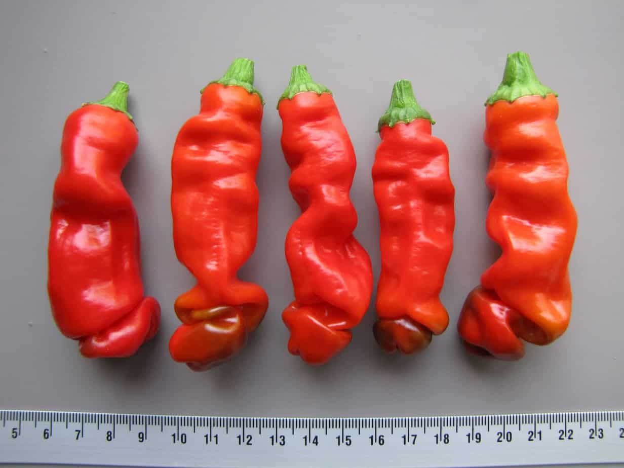 Peter Pepper - Diana's mooie moestuin