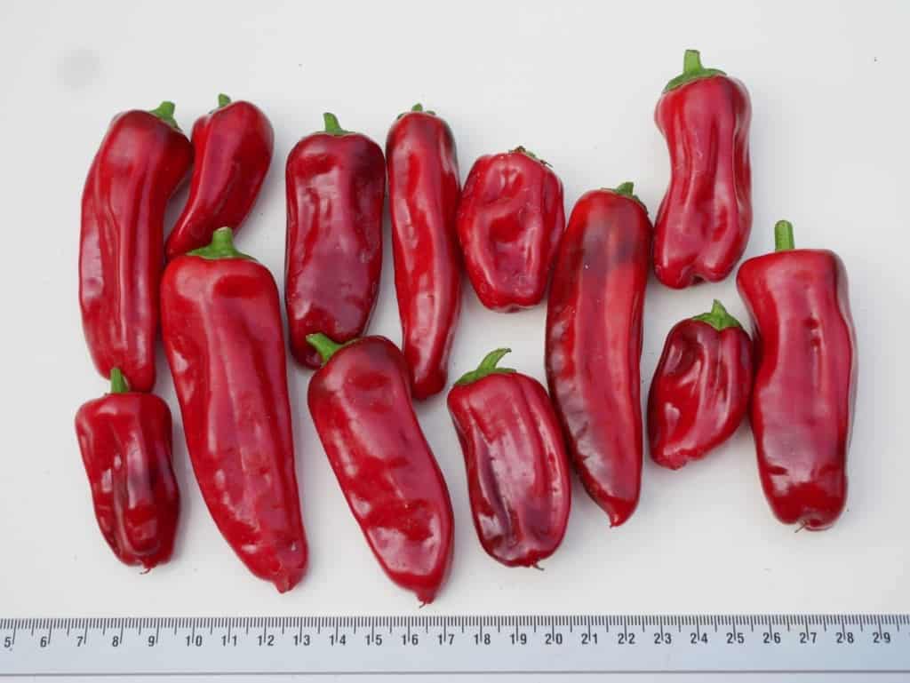 Pepers - Diana's mooie moestuin