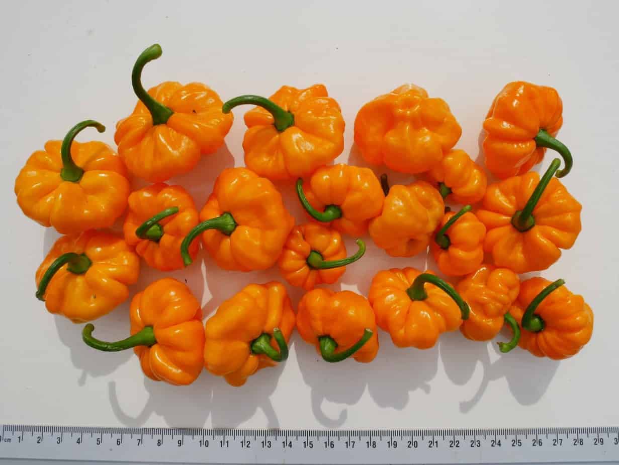 Surinaamse sambal met tomaten - Diana's mooie moestuin