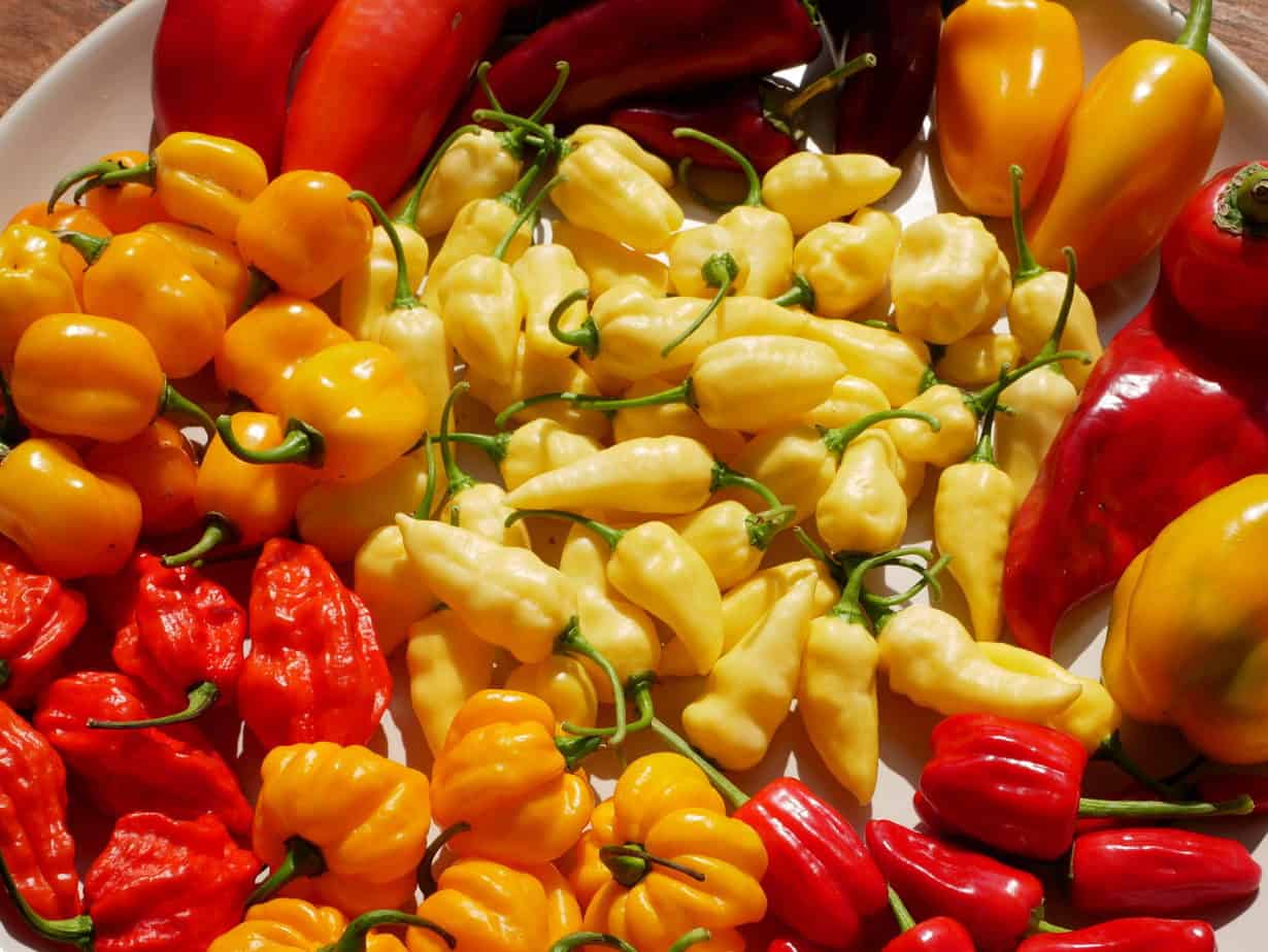 Peper - Diana's mooie moestuin