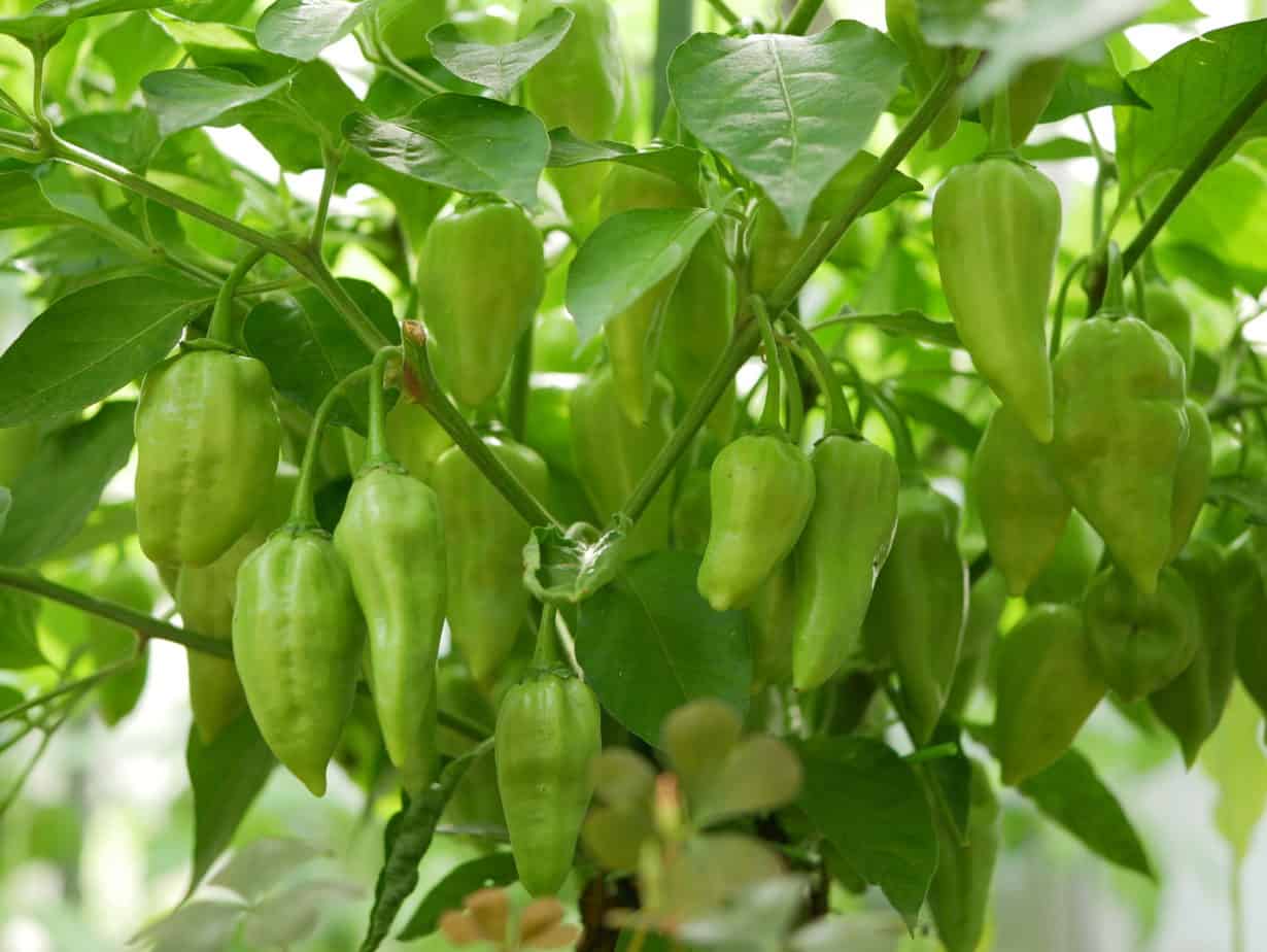 Wraith - Diana's mooie moestuin