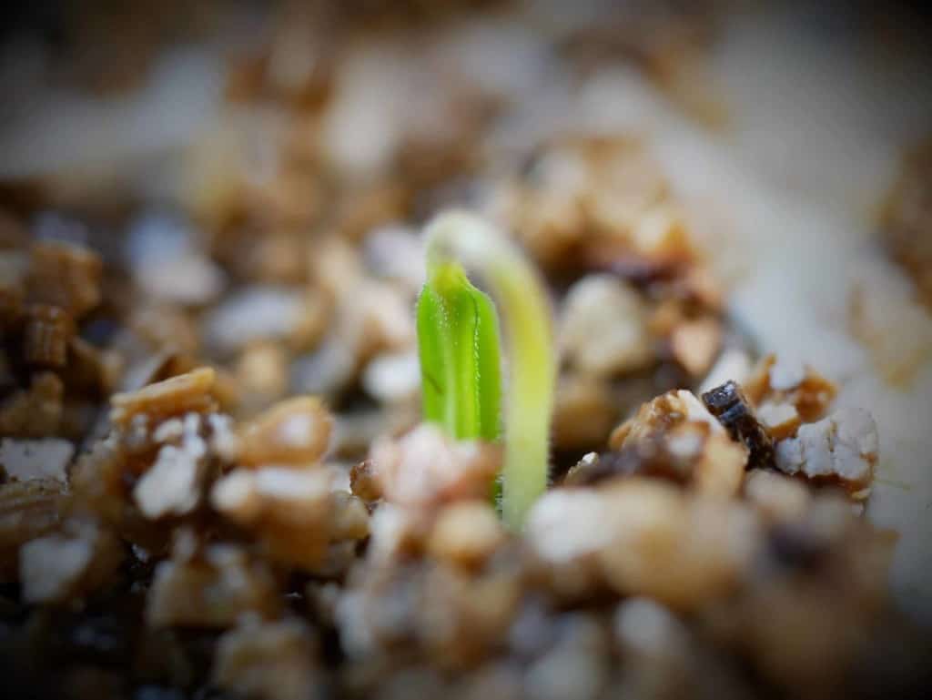 Zaaien in vermiculiet - Diana's mooie moestuin