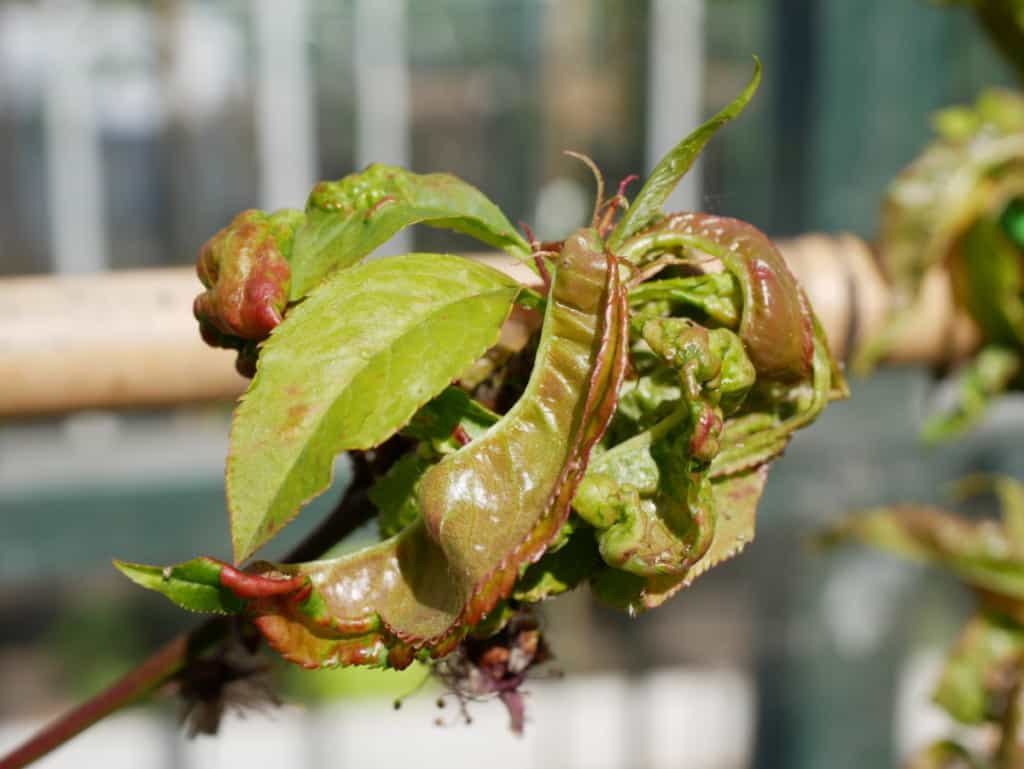Ziekten en plagen - Diana's mooie moestuin