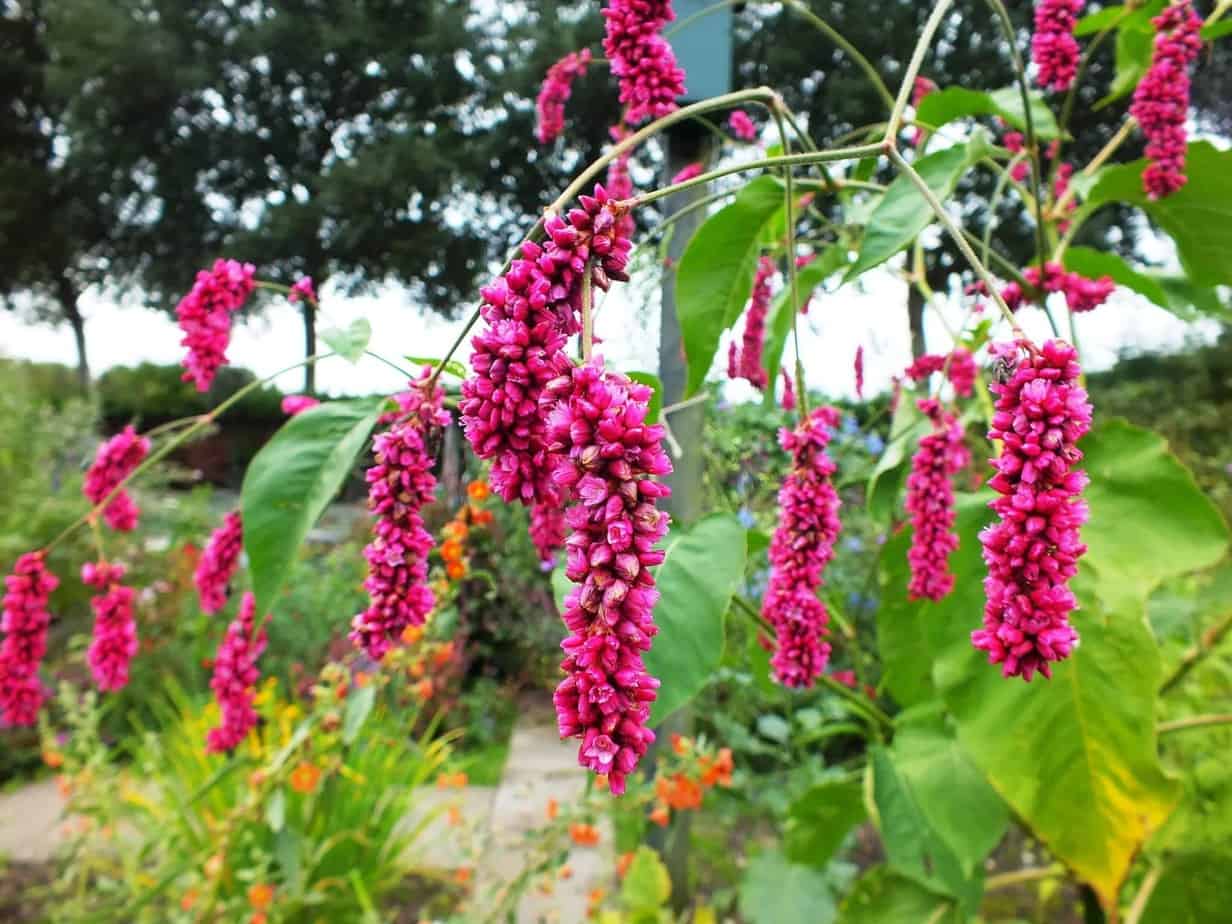 Persicaria orientalis - Diana's mooie moestuin