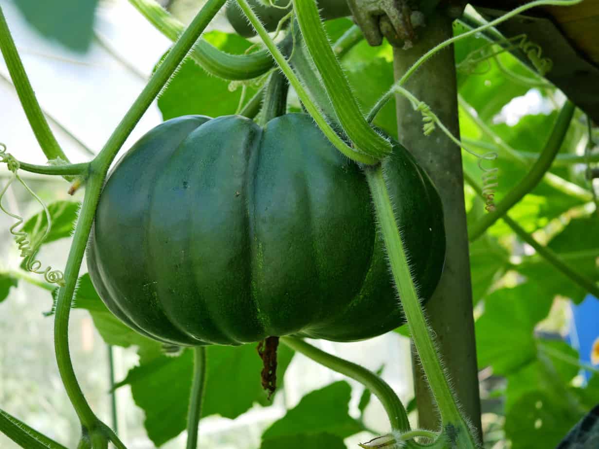 Niet slim, hebberig of beide - Diana's mooie moestuin
