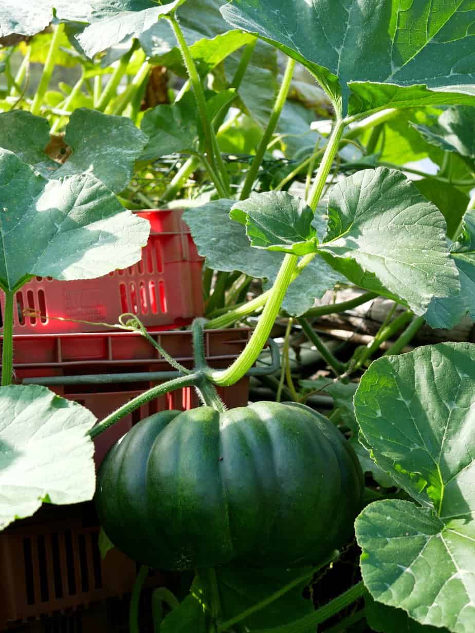 Niet slim, hebberig of beide - Diana's mooie moestuin
