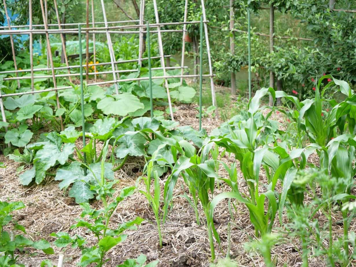 Courgettes en pompoenen in de mest - Diana's mooie moestuin