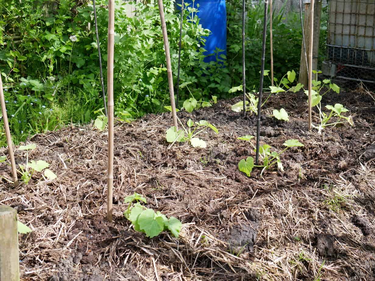 Courgettes en pompoenen in de mest - Diana's mooie moestuin