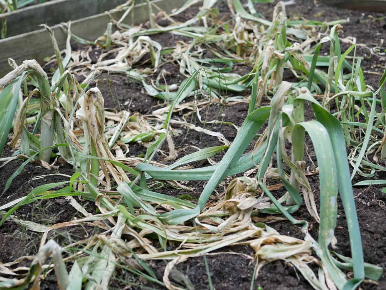 Prei - Diana's mooie moestuin