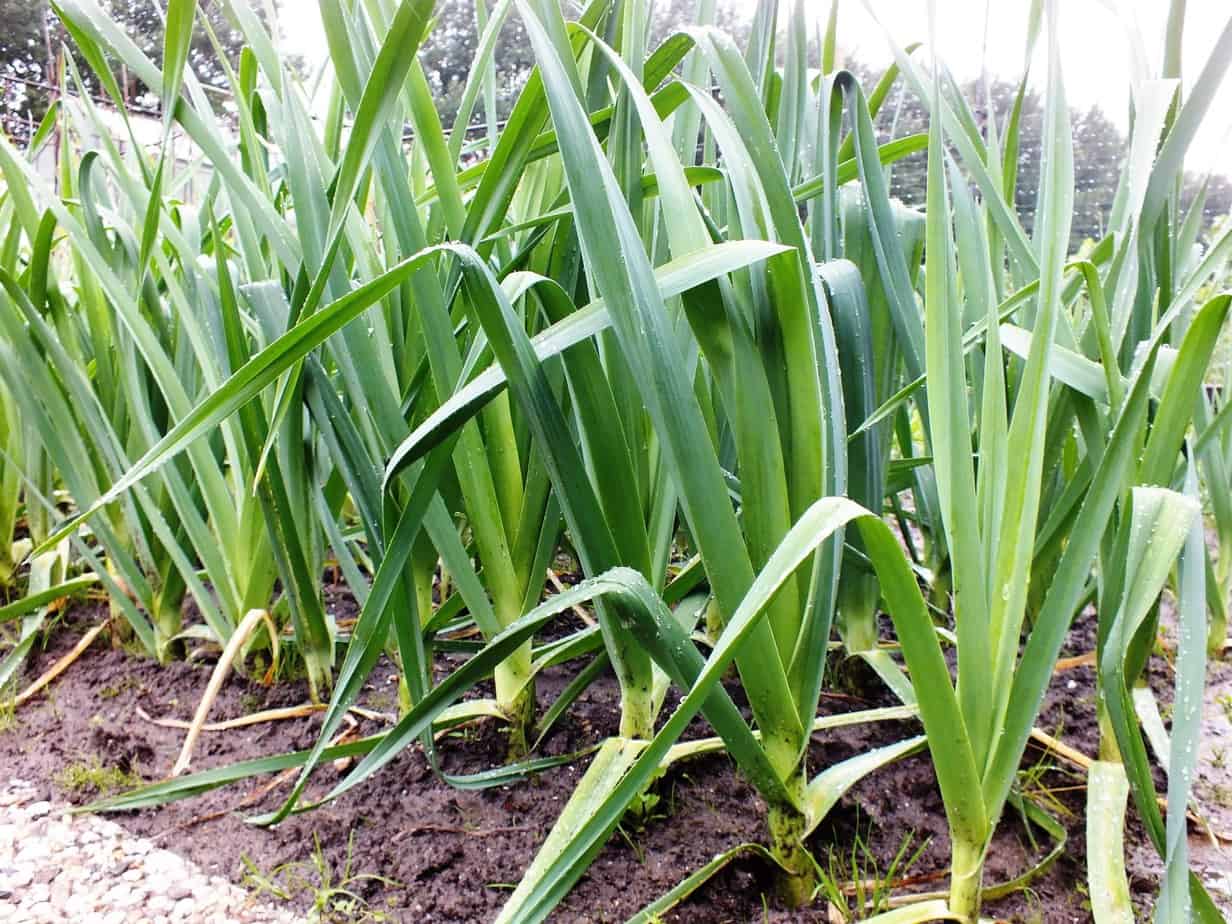 Gegratineerde prei-camembertschotel - Diana's mooie moestuin