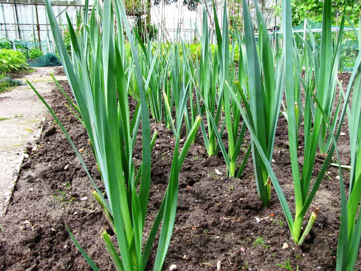Prei - Diana's mooie moestuin