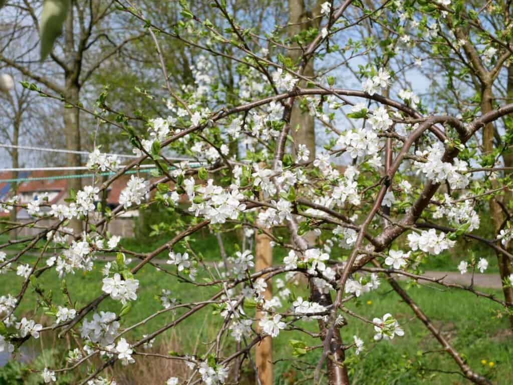 "heel dun in bloei" - Diana's mooie moestuin