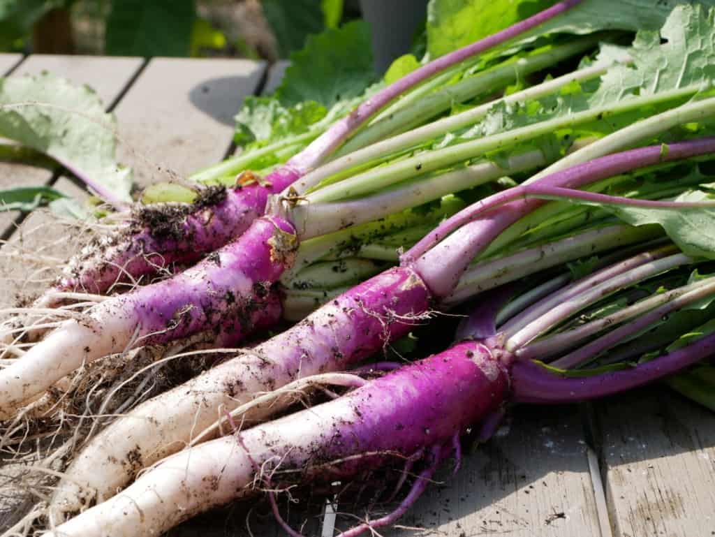 Raap - Diana's mooie moestuin