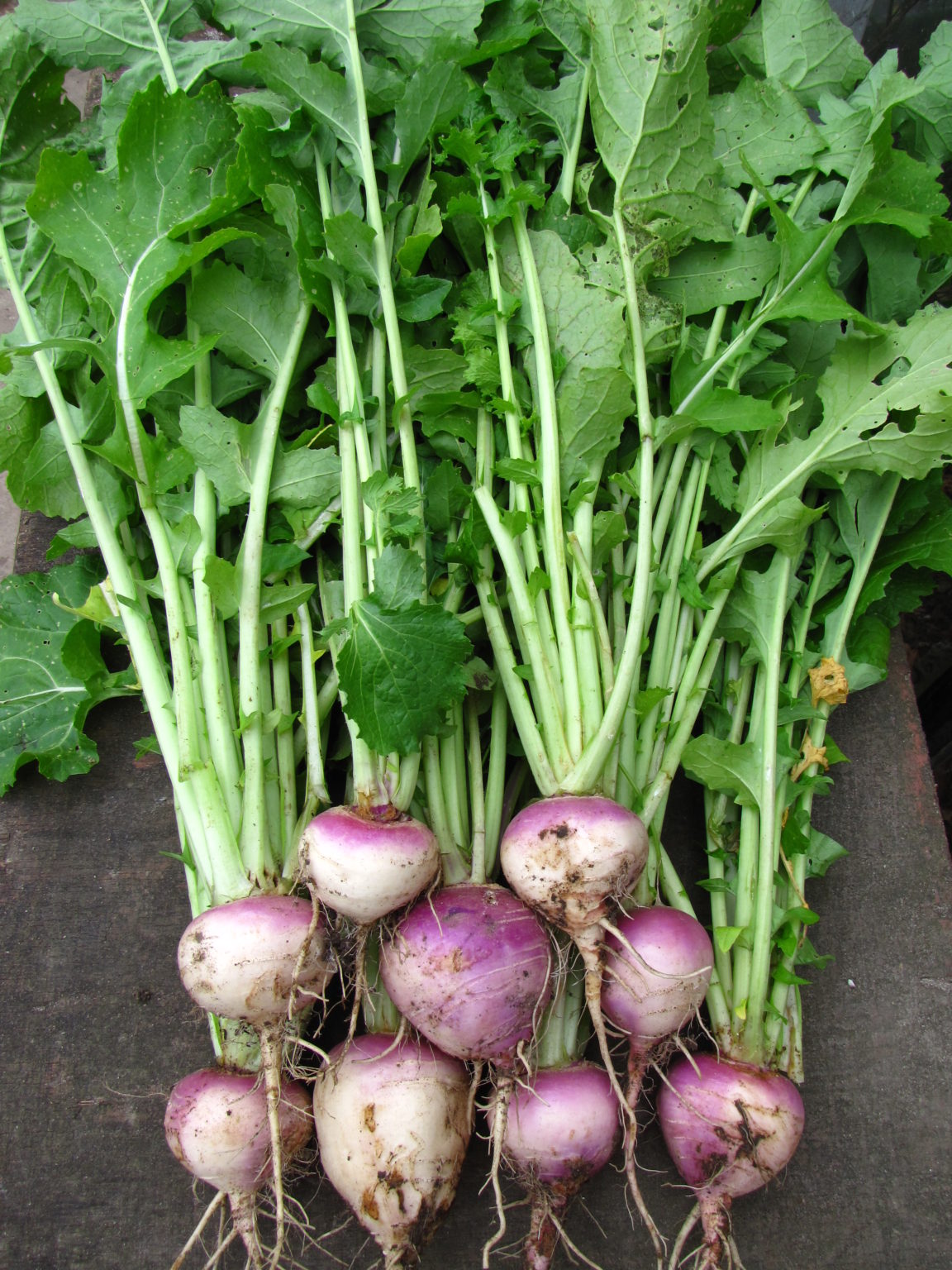 Raap - Diana's mooie moestuin