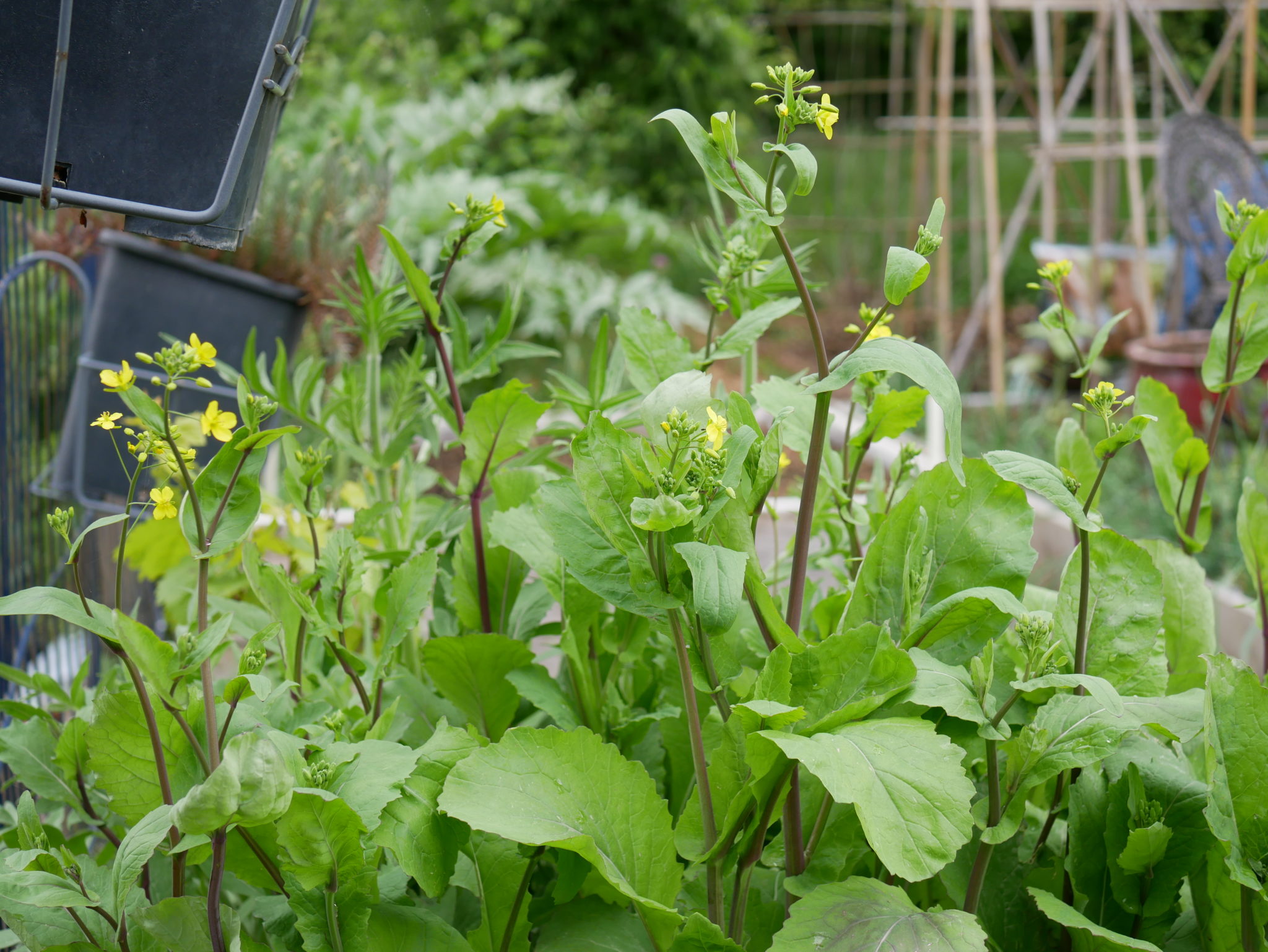 Raap - Diana's mooie moestuin