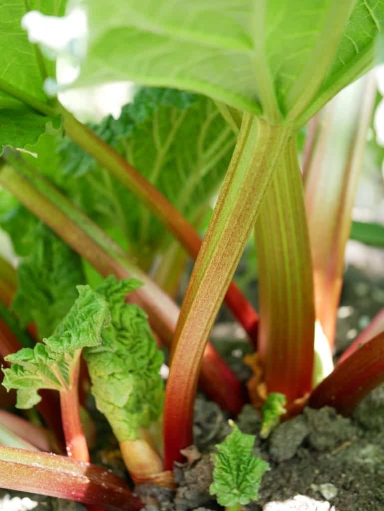 Rabarber - Diana's mooie moestuin