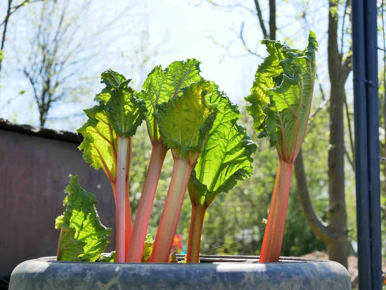 Rabarber - Diana's mooie moestuin