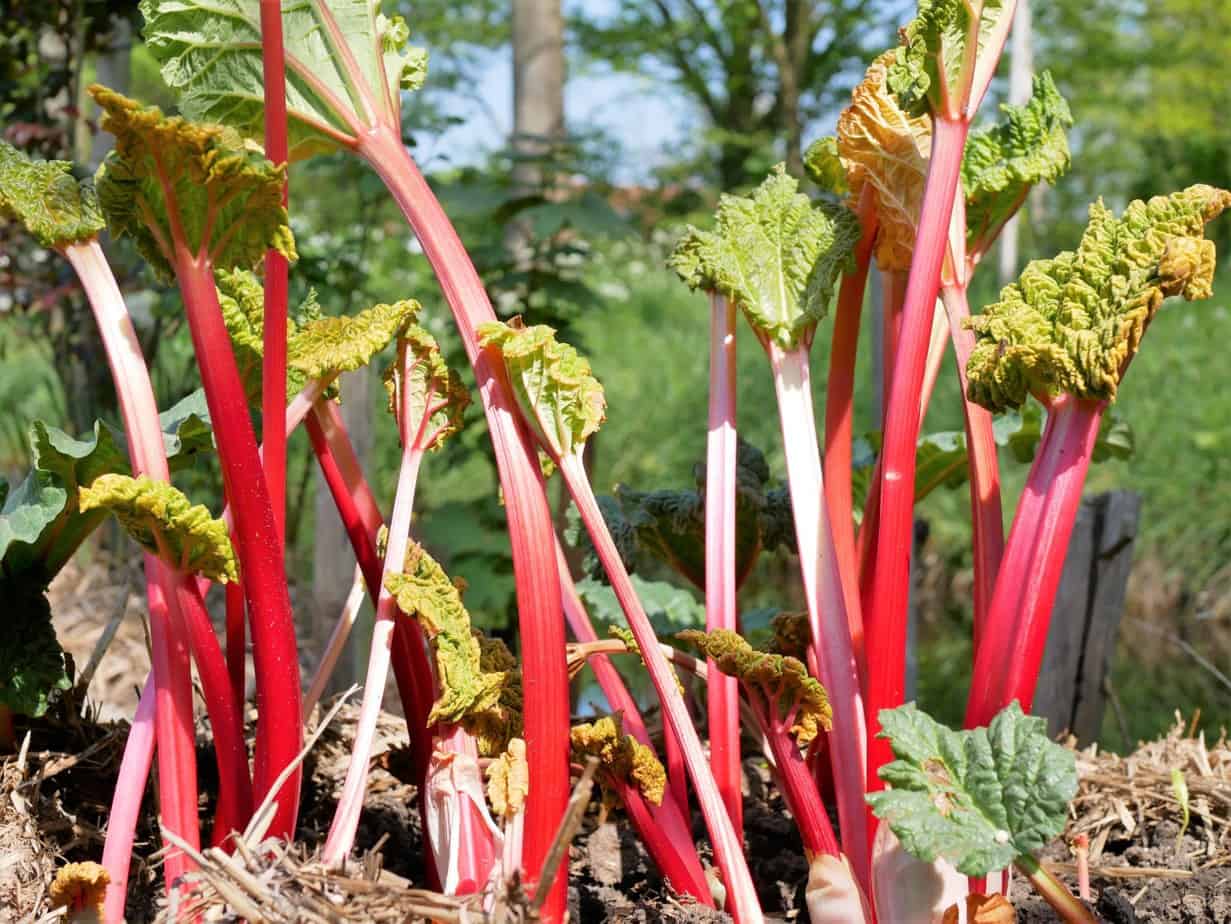 Rabarber - Diana's mooie moestuin