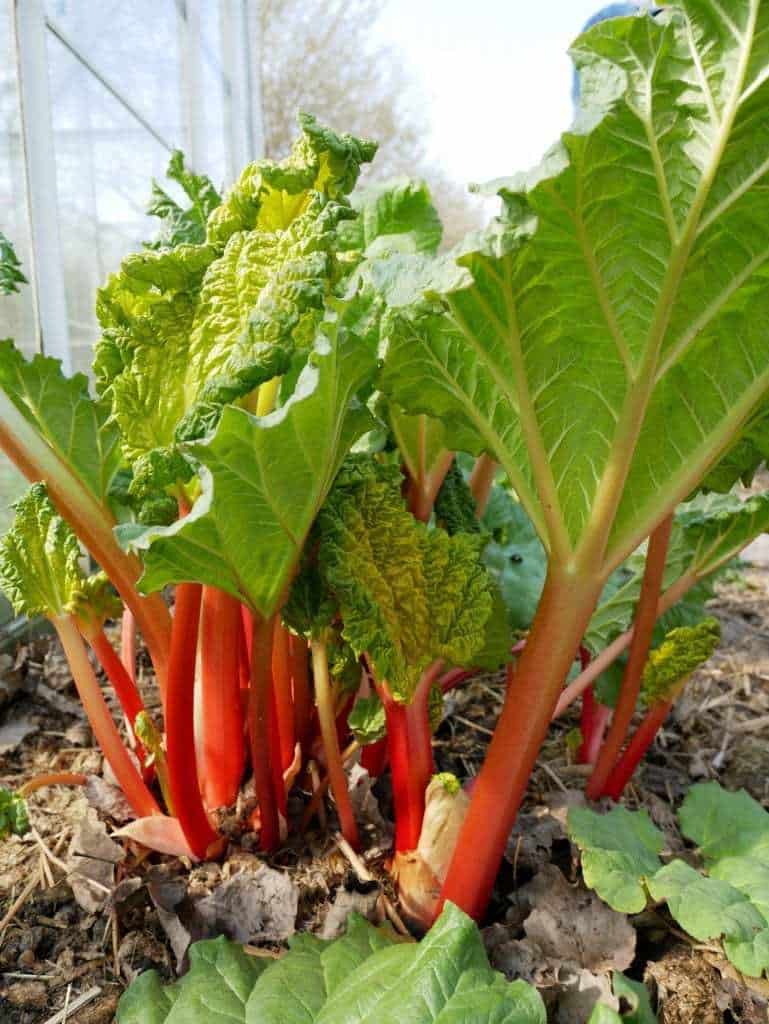 Rabarber - Diana's mooie moestuin