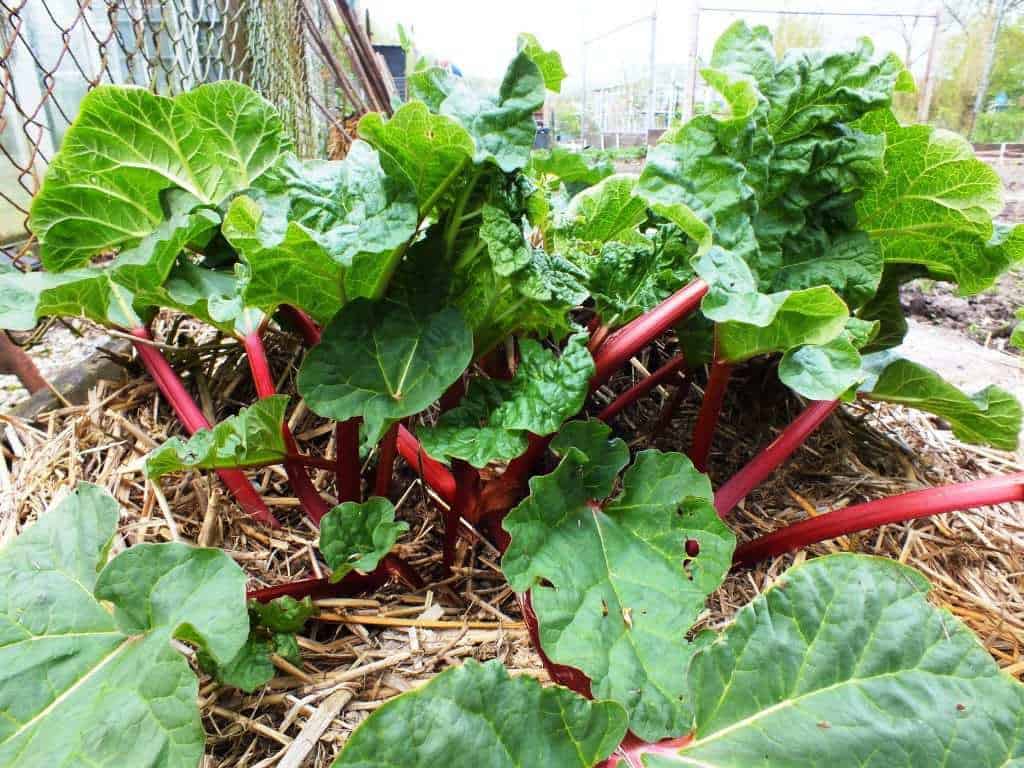 Rabarber - Diana's mooie moestuin