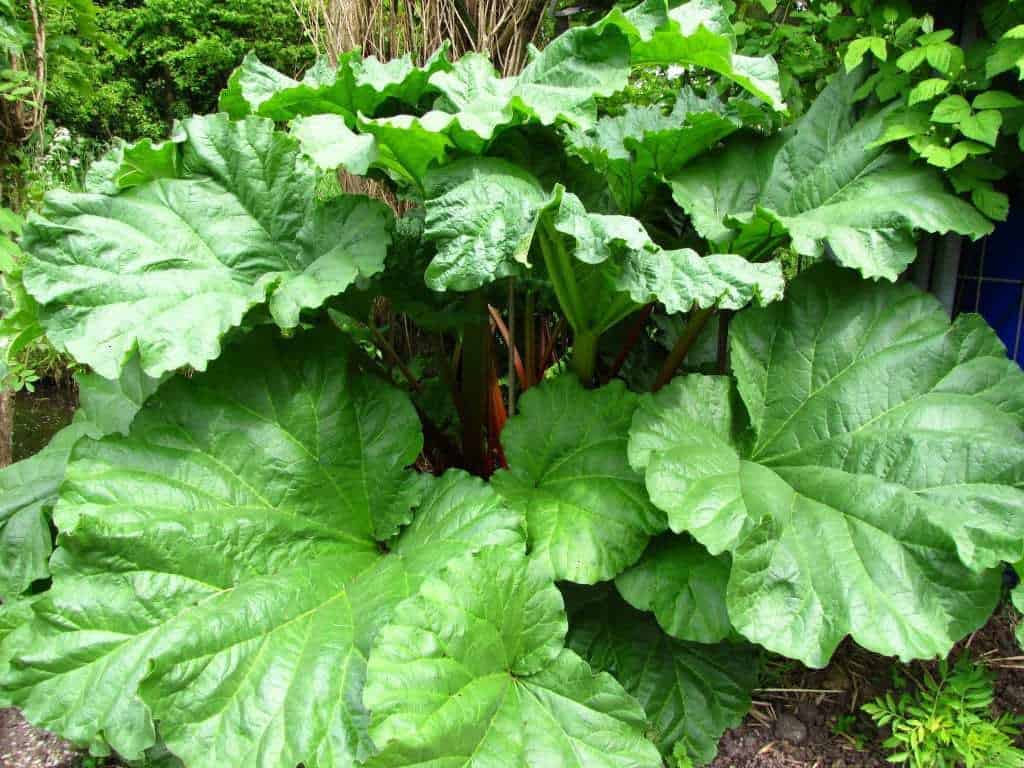 Rabarber - Diana's mooie moestuin