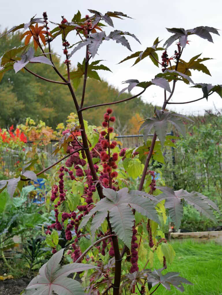 Ricinus communis - Diana's mooie moestuin