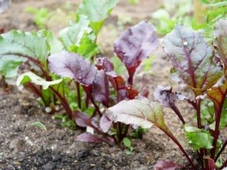 Kroot / Rode Biet - Diana's mooie moestuin