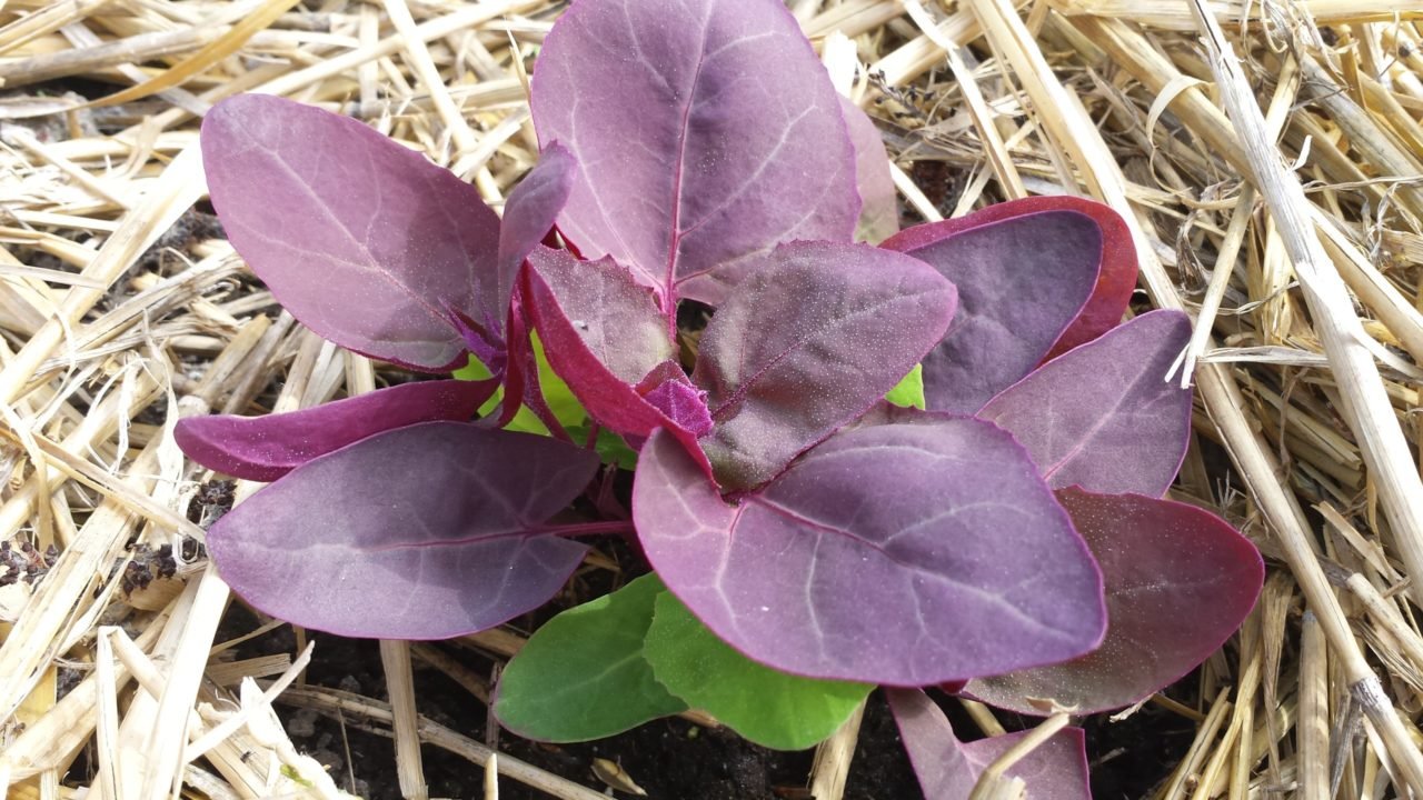 Tuinmelde - Diana's mooie moestuin