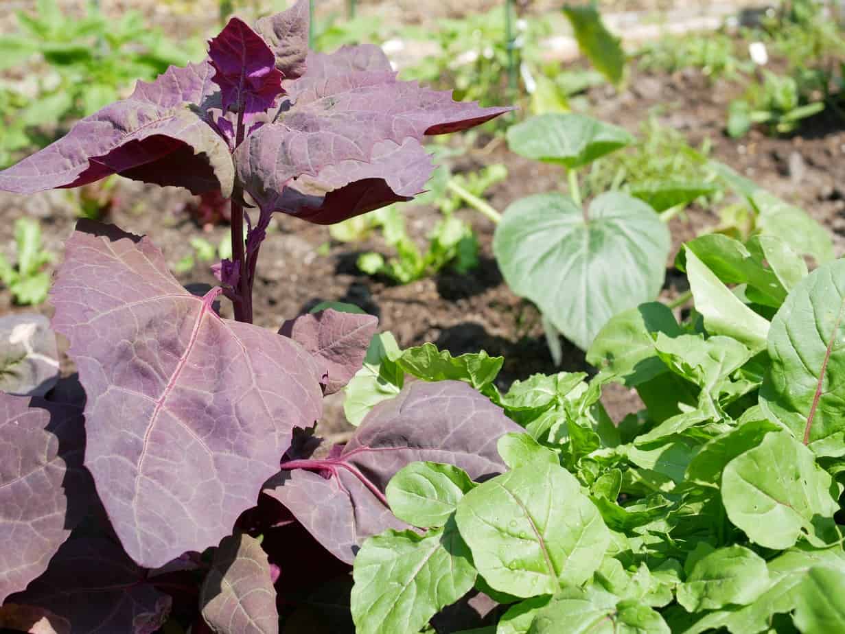 Recepten - Diana's mooie moestuin